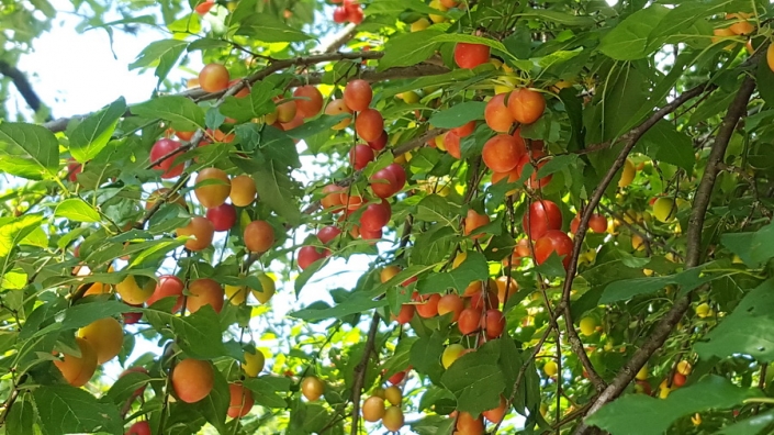 Wilde Mirabellen - Kreisverband Traunstein für Gartenkultur und ...