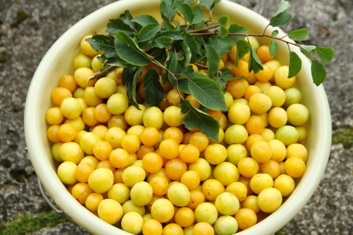 Wilde Mirabellen - Kreisverband Traunstein für Gartenkultur und ...