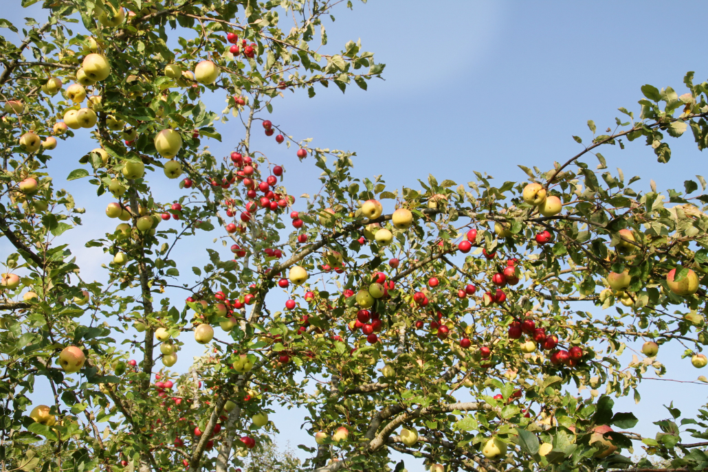 Ernte & Obstverwertung - Kreisverband Traunstein für Gartenkultur und Landespflege e.V.